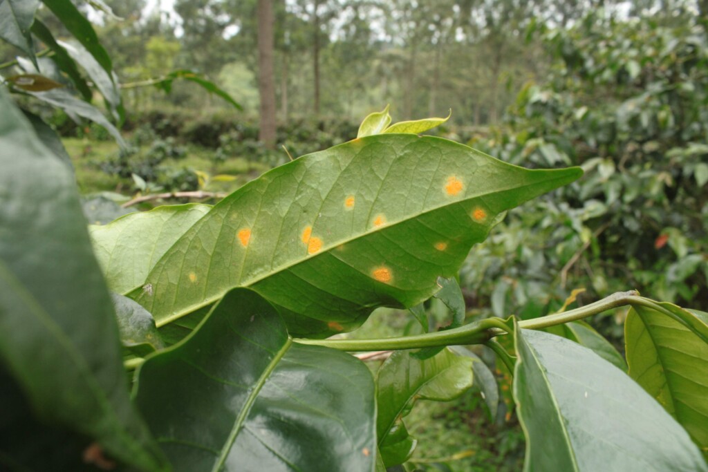 Leaf rust: Coffee calamity - Foodservice Footprint